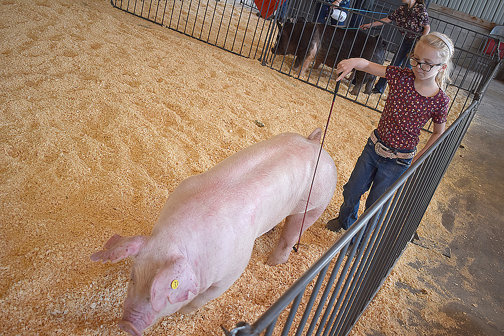 Open Class Hog Show draws crowd of participants | News, Sports, Jobs ...